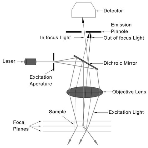 Microscope Objective Lenses Guide Selection And Customization