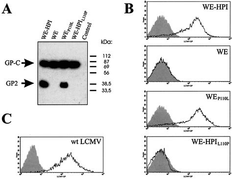 The Proline To Leucine Mutation At Amino Acid 110 Leads To Processing