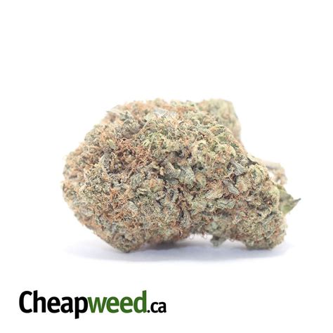 Buy Bulk Yoda Og Strain Cheap Weed Pounds And Reviews