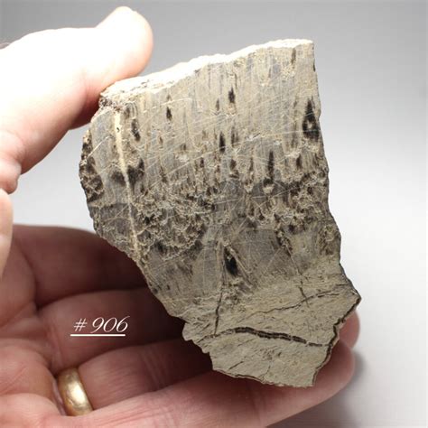 Incredible Thick Rare Fossil Lepidodendron Tree Trunk Section