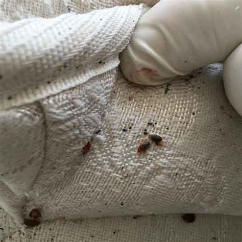 What Does Bed Bug Blood Look Like At Timothy Votaw Blog