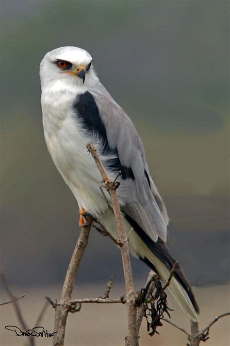 White Tailed Kite Photograph By David Salter Fine Art America