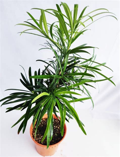 Podocarpus Macrophyllus Furniture And Home Living Gardening Plants And Seeds On Carousell