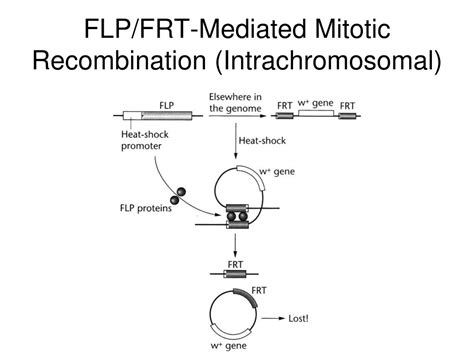 Ppt Mosaic Analysis Powerpoint Presentation Free Download Id5873824