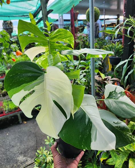 Templex Nursery Brisbane Qld