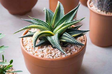 Common Succulent Houseplants