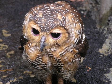 Owls