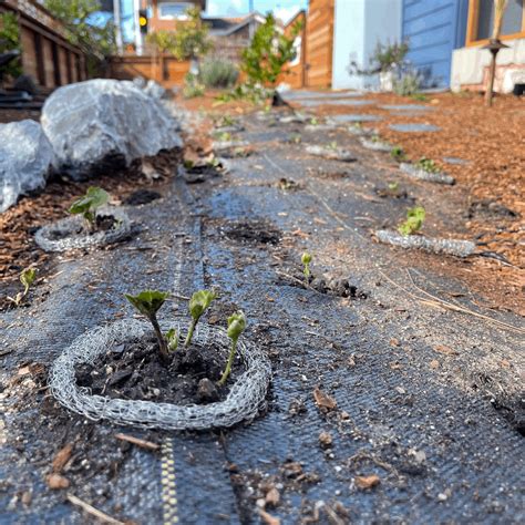 Natural Gopher Repellent — The Curious Nook