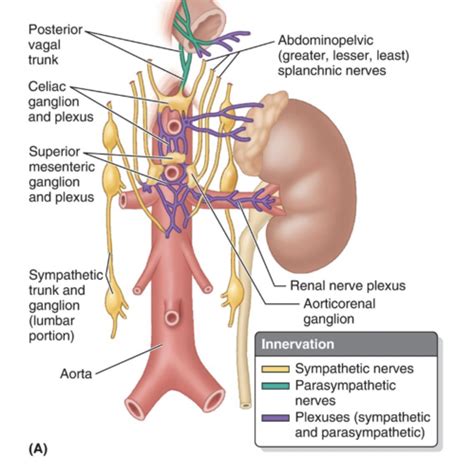 Adrenal Cortex Hormones Flashcards Quizlet