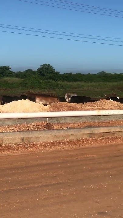 Las Baquitas 💯 Youtube