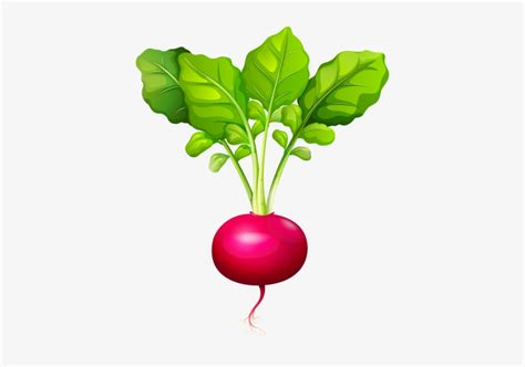 Radish Png Clip Art Radish Clip Art 409x500 Png Download Pngkit