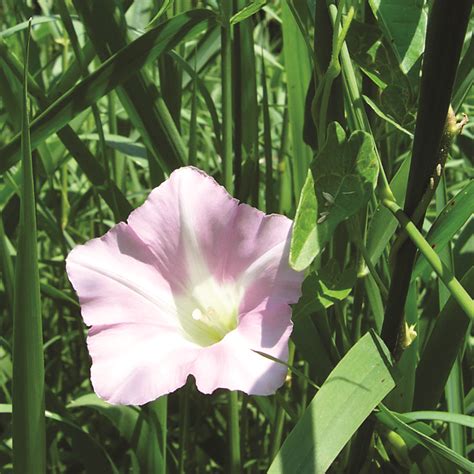 Calystegia Sepium · Earthhome Biodiversity
