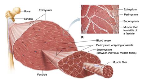 Chapter 9 Connective Tissue Sheaths Of Skeletal Muscle Epimysium