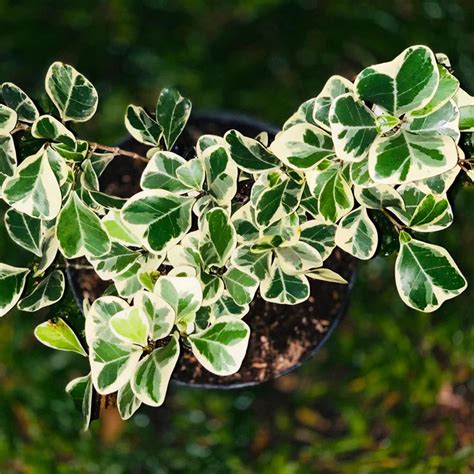 9 Triangle Ficus Care Secrets For A Lush And Healthy Plant