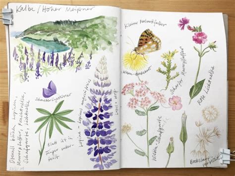Julia Bausenhardt Illustration Nature Sketching Nature Sketch