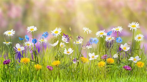 Grass And Flowers Wallpapers Top Free Grass And Flowers Backgrounds