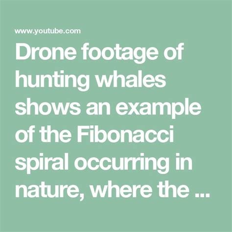 Drone Footage Of Hunting Whales Shows An Example Of The Fibonacci