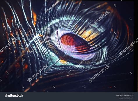 1 Peacock Feather Aesthetic Laptop Wallpaper Royalty Free Images Stock