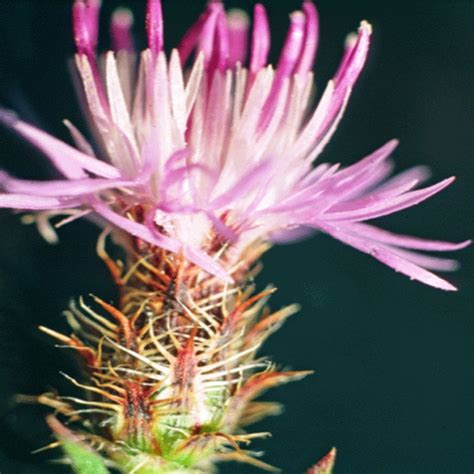 Diffuse Knapweed Montana Weed Control Association Diffuse Knapweed Montana Weed Control Association