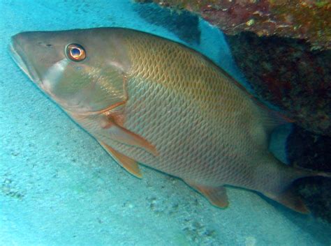 Dog Snapper Lutjanus Jocu Key Largo Florida Photo 1 Caribbean