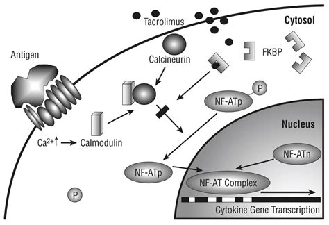What Is A Tacrolimus Lab Test At Glenn Ledoux Blog