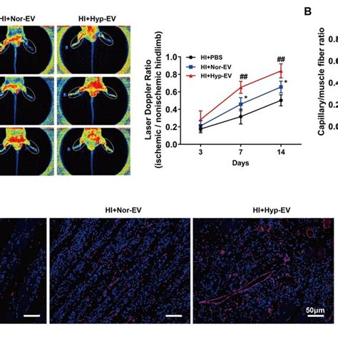 Hyp Evs Ameliorate Mouse Hi Human Bmmscs Were Cultured Under Normoxia