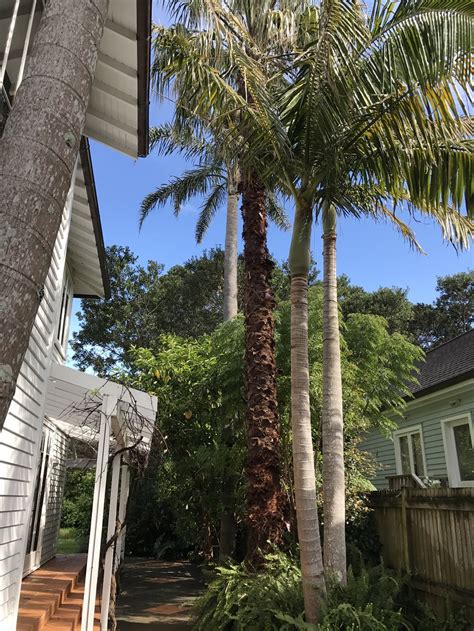 Tree Trimming Auckland Rural Residential Tree Pruning Services