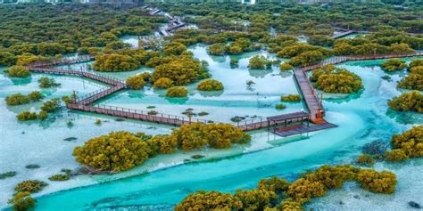 Jubail Mangrove Park Abu Dhabis Hidden Eco Paradise