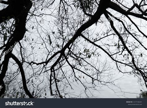 Black Tree Bare Braches Stock Photo 1217130241 Shutterstock