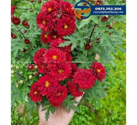 Cúc Cổ Sơn La Hoa Cúc Cổ Sơn La Nở Bền 2 Tháng Cây Cảnh Phạm Thương