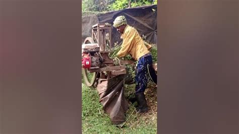 How I Preserve My Desmodium And Brachiaria Grass Youtube