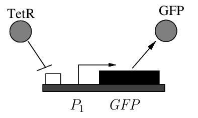 Genetic Implementation Download Scientific Diagram