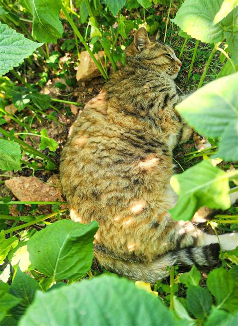 Cat Sleeping Cat Sleeping Leaf Blowing Leaves Tree Nature Stock Image
