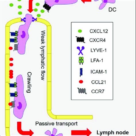 4 Dendritic Cell Trafficking To The Ln Dc Resides In Tissues Such As
