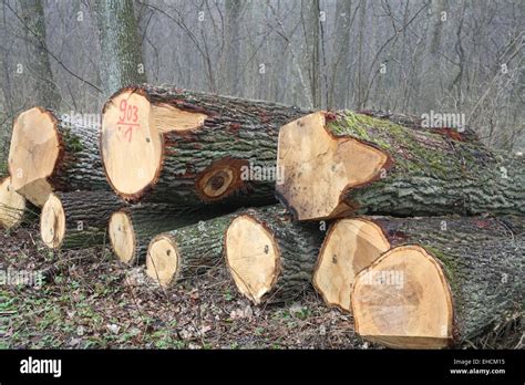 Oak Logs Hi Res Stock Photography And Images Alamy