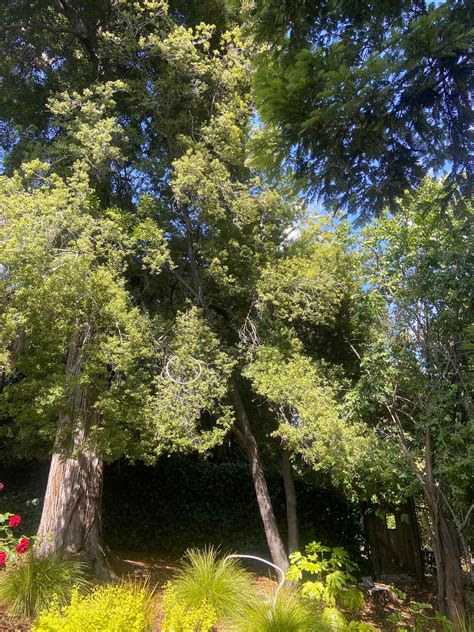 In Oakland Ca Rtreeidentification
