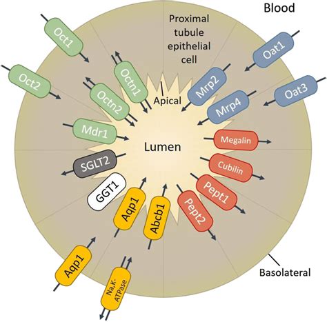 Murine Proximal Tubule Transporters With Known Roles In Drug Transport