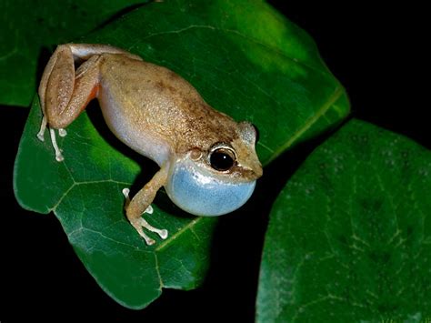Puerto Rico Coqui