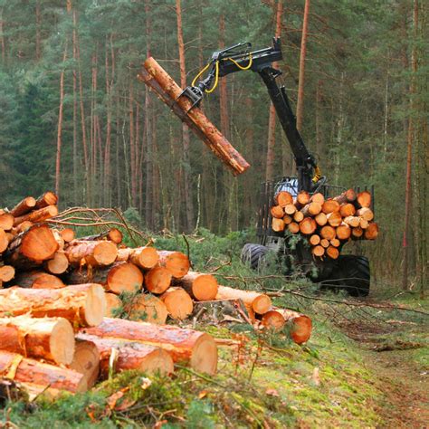 Lumber Production By State 2025