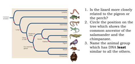Evolution And Natural Selection Flashcards Quizlet