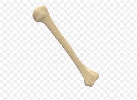 Bone Image Fbx 3d Modeling Png 600x600px 3d Computer Graphics 3d Modeling 3ds Bone