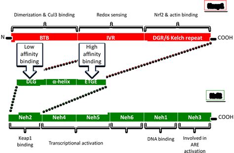 Nutrients Special Issue Nutrient Gene Interactions