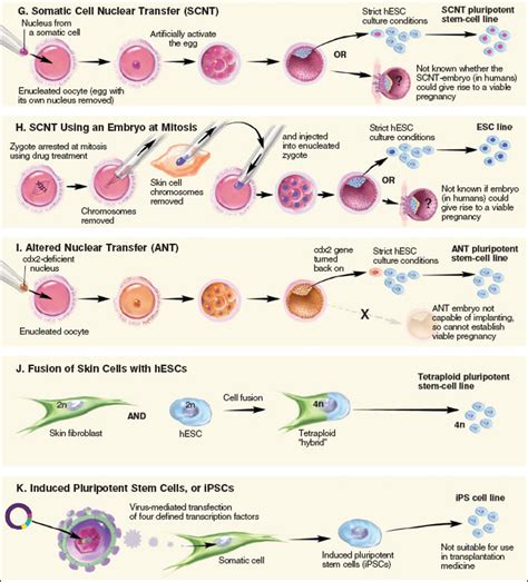 Process Stem Cells