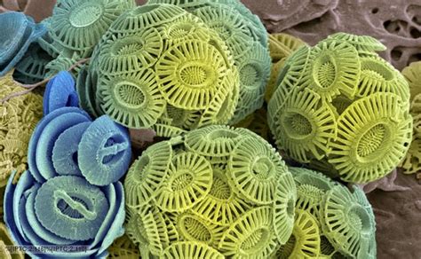 Ocean Acidification Impacted Species