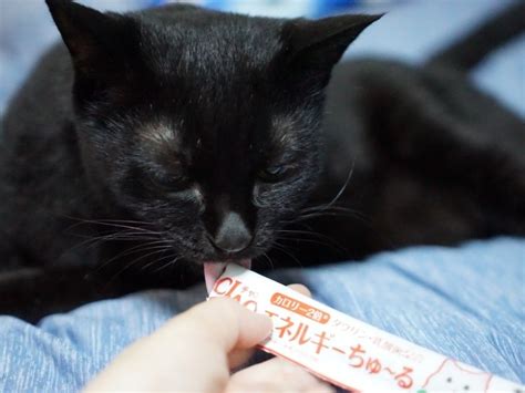 猫にも歯周病 迷っている間に歯がグラグラ、麻酔して抜くことに 「犬や猫ともっと幸せに」をコンセプトにしたwebメディア「sippo」