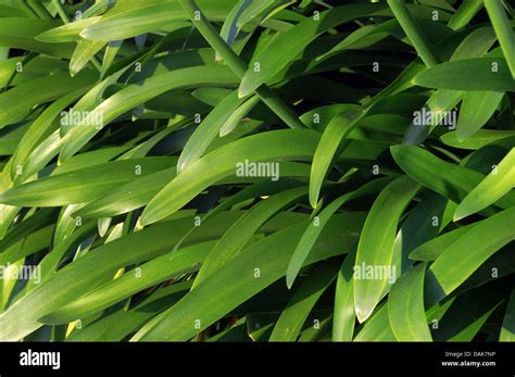 Long With Green Plant Leaves