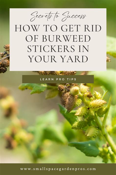 How To Get Rid Of Burweed Stickers In Your Yard Effective Solutions