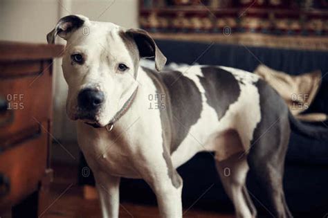 White And Grey Spotted Pitbull