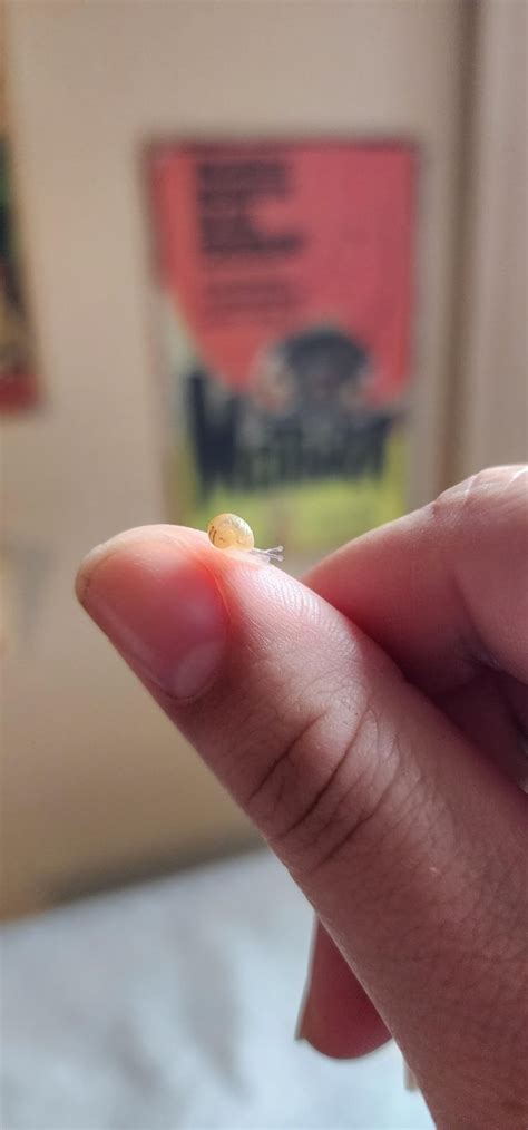 Enclosure Lid R Snails