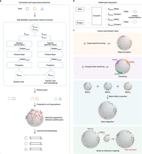 Overview Of Concerto Architecture A Each Cell Obtains Two Views